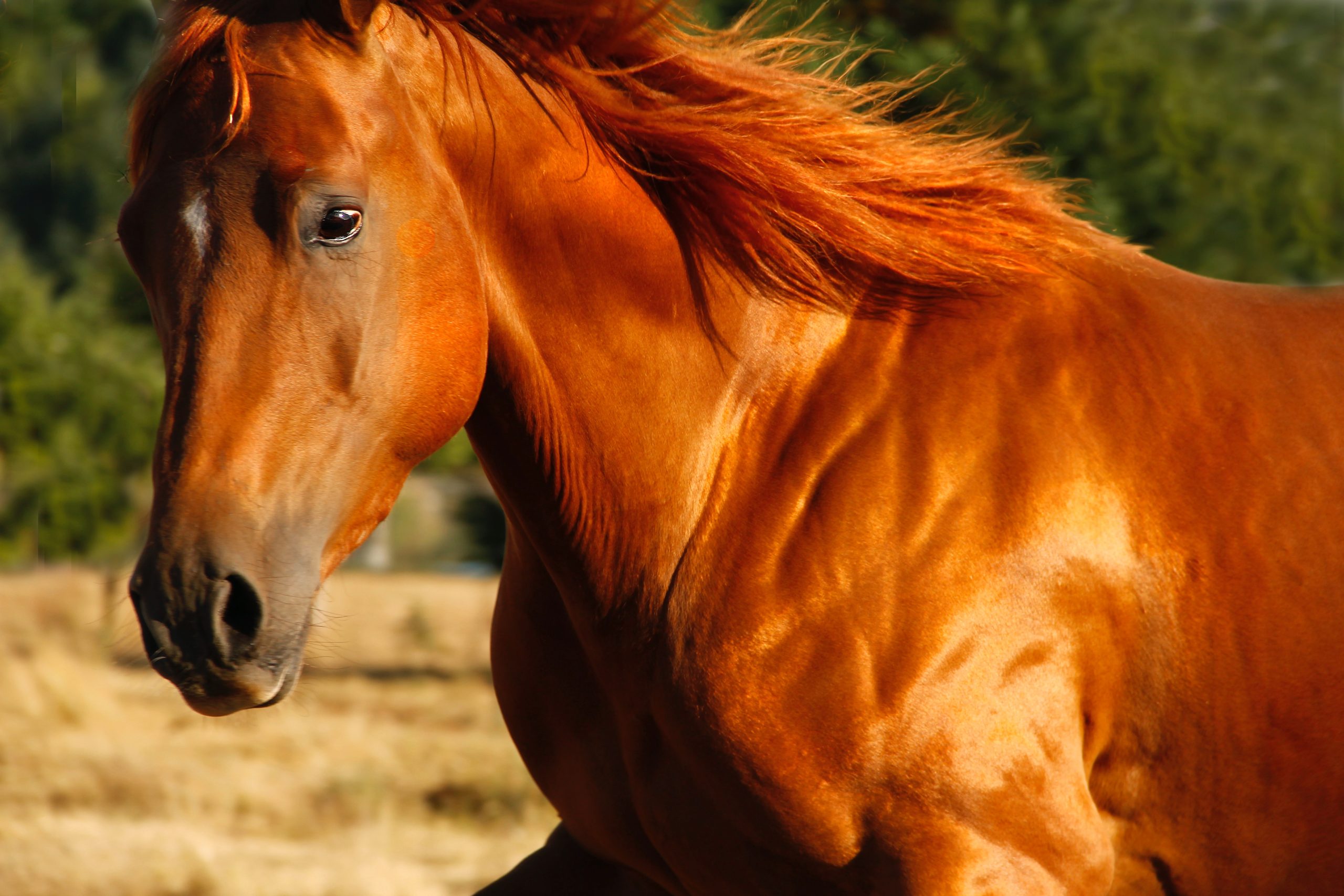 What to Do When Your Horse Needs Urgent Medical Attention - Skeptic Animals